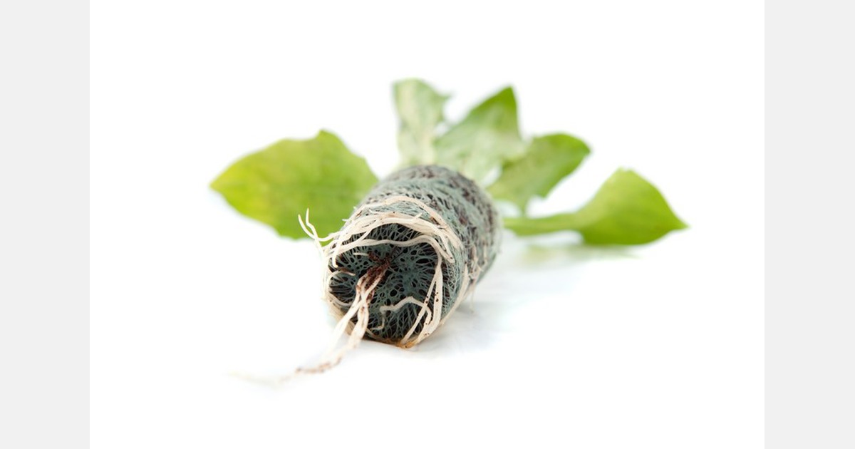 Growcoon officially approved for organic cultivation in Spain