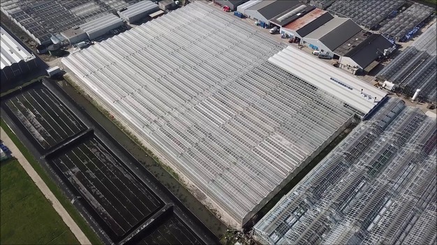 Dutch seed breeders have big plans