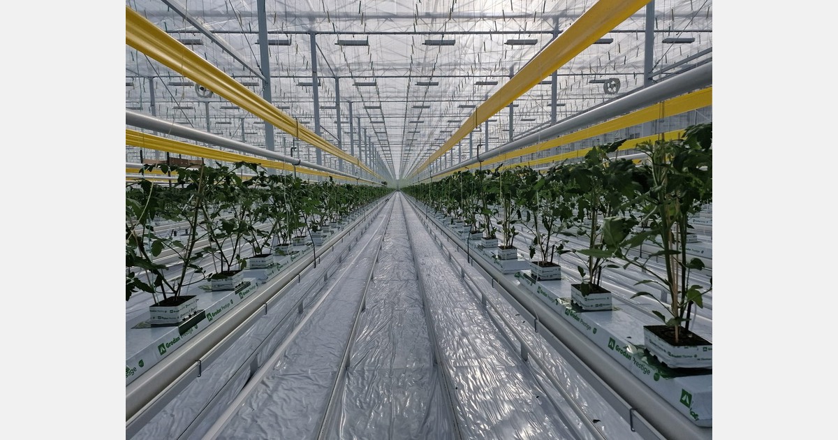 First tomato plants in phase 14 Agro Care Middenmeer