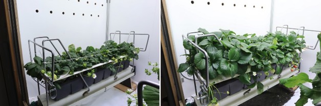 Growing strawberries year-round with minimal energy input