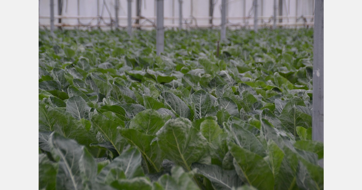 Greenhouse cauliflower unique among Dutch and Belgian produce in the ...