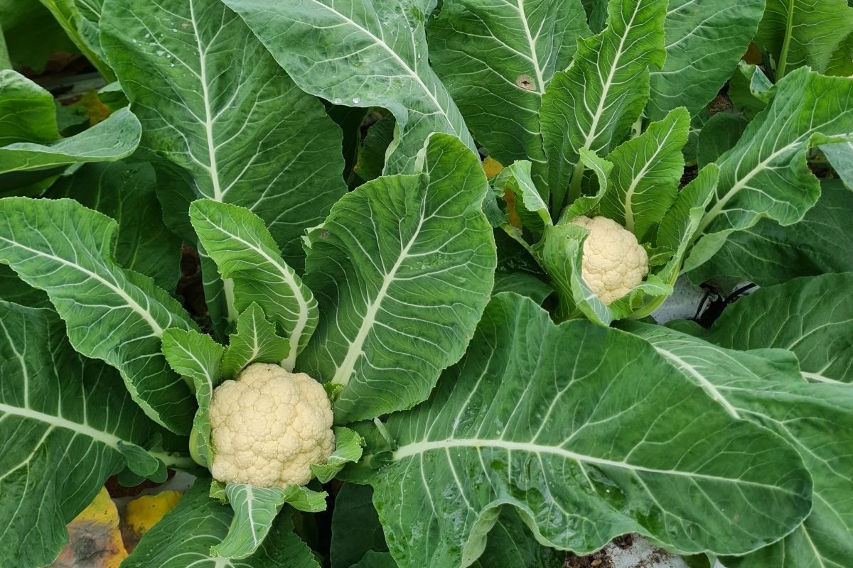 Greenhouse cauliflower unique among Dutch and Belgian produce in the ...