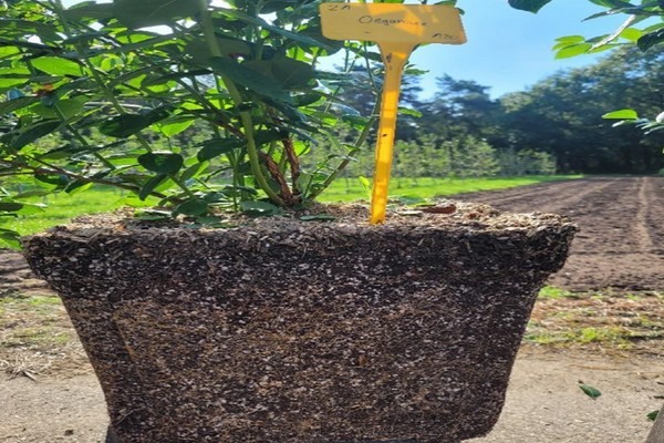 Substrate mix with Trichoderma fungi also successfully applied ...