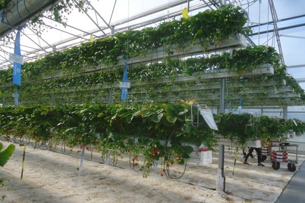 Pushing boundaries with hoistable gutter system in strawberry cultivation