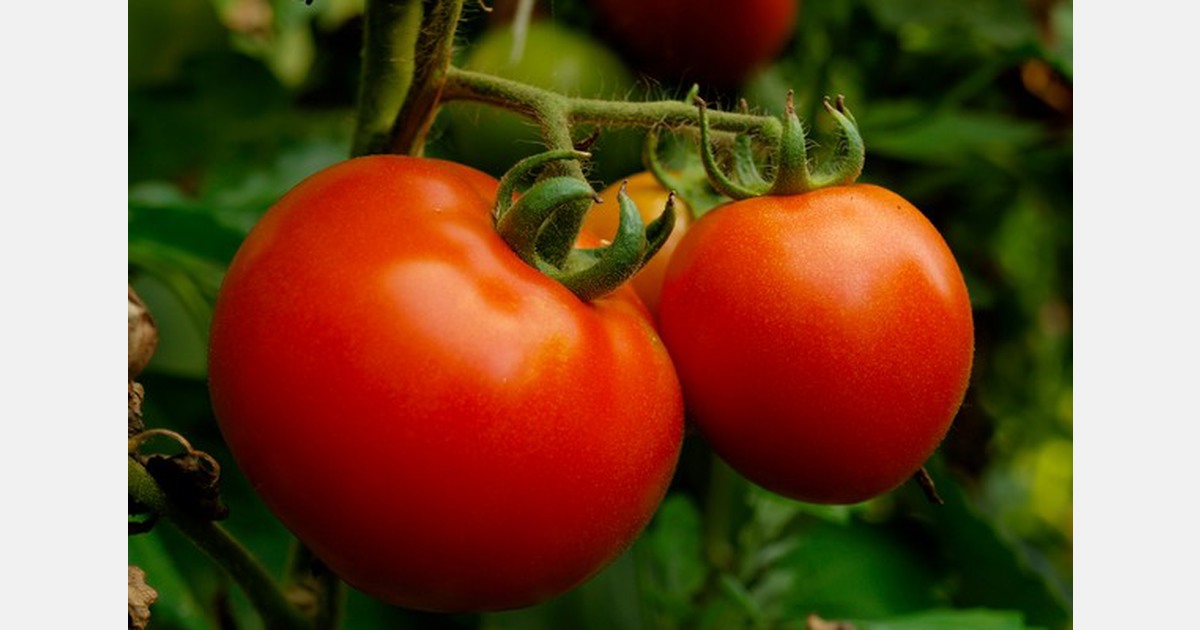 "Do not buy anything in Westland"