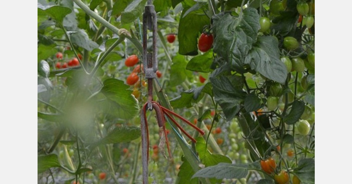 "If you stop dealing with Tuta, if you're not careful, it could easily ...