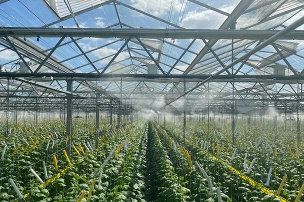 "Combining high-pressure fogging and insect netting provides a more ...