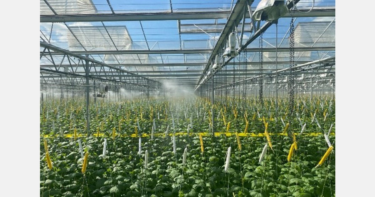 "Combining high-pressure fogging and insect netting provides a more ...
