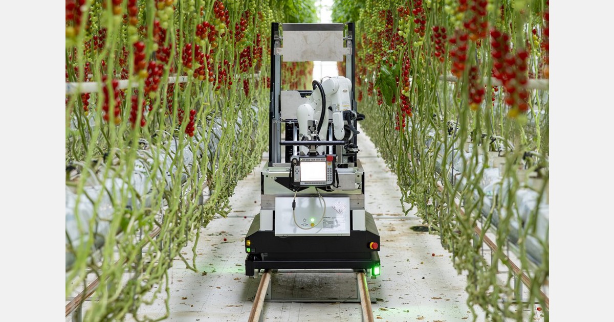 Fully automatic robot to collaborate with tomato picker
