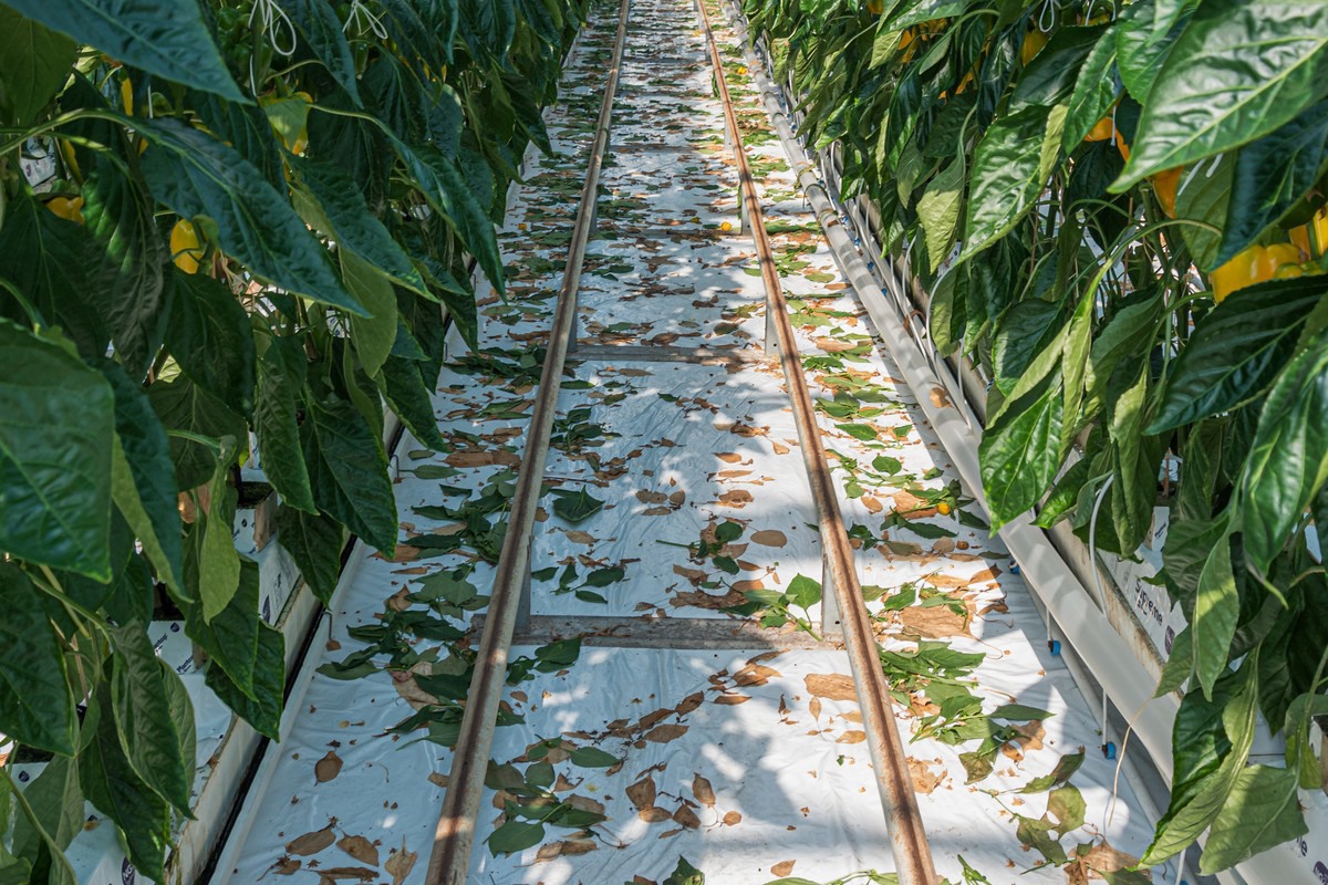 Renew, reuse, recycle, reduce, and redesign