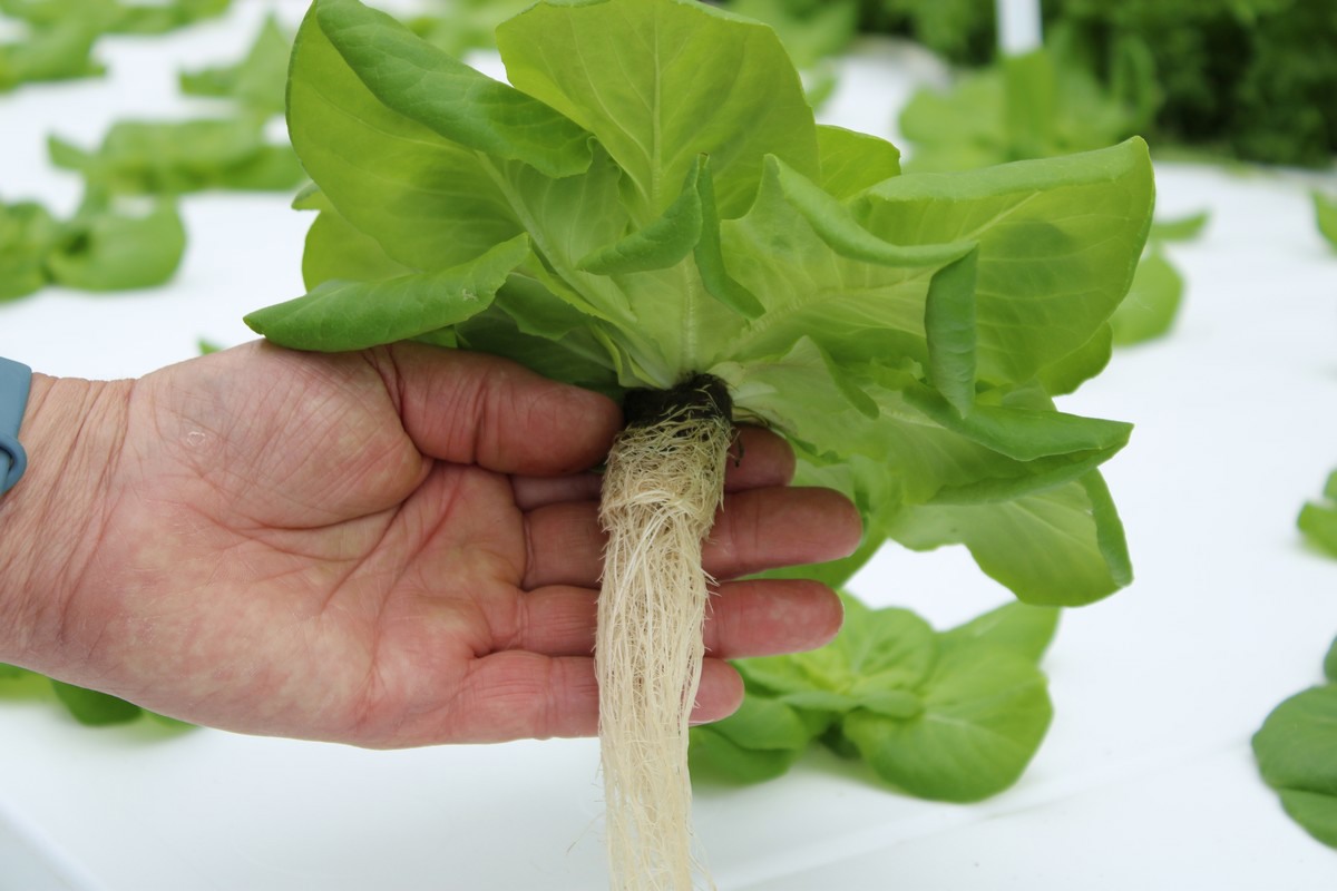 Grower soon to make own biodegradable biobased substrate plug with ...