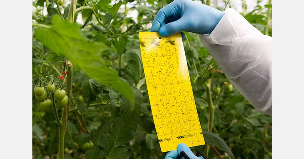 How can natural enemies become even more effective?