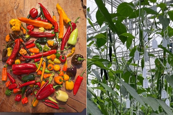 What makes peppers spicy?