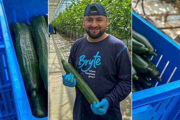 Hortidaily: global greenhouse news