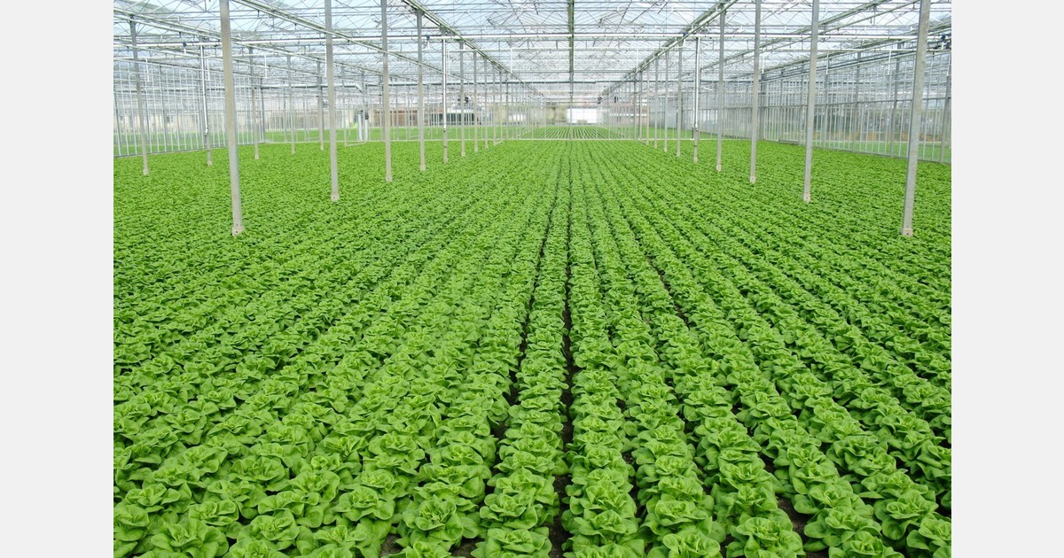 Lettuce prices doubles in one week