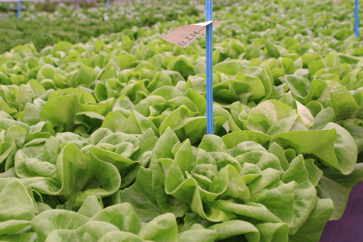 Heavier heads of butter lettuce and ever-new leaf types