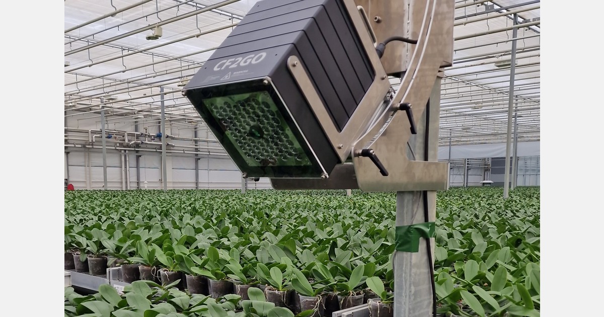 Measuring photosynthesis efficiency without physical contact with a plant