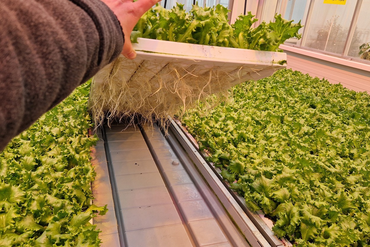 New cultivation system with mobile growing tables
