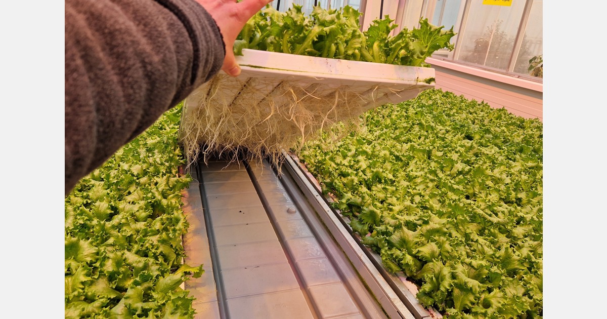 New cultivation system with mobile growing tables