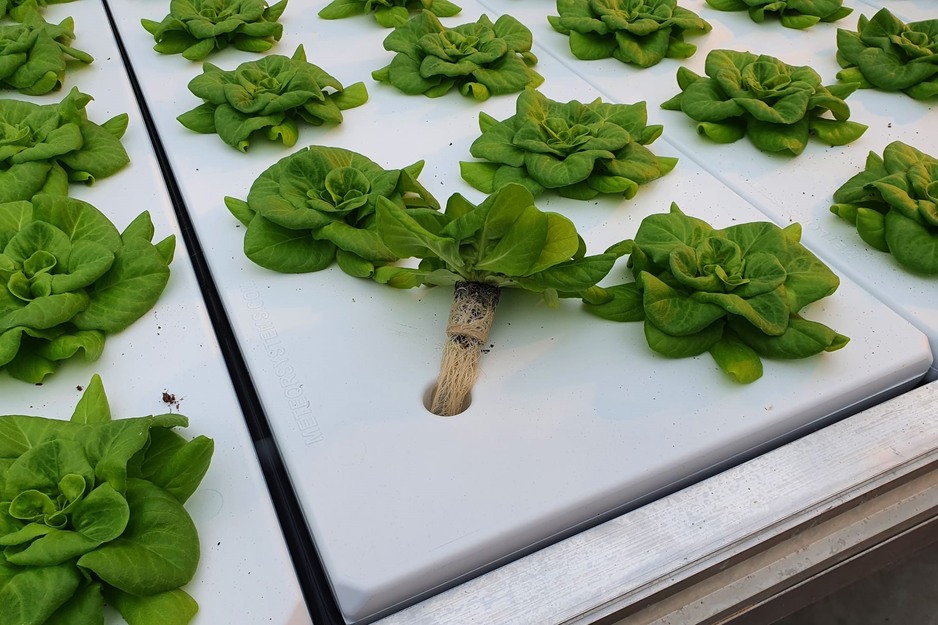 New cultivation system with mobile growing tables