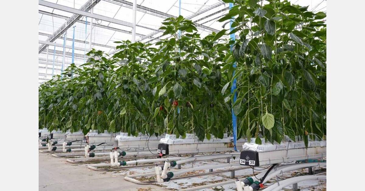 Substrate sensors calibrated for organic substrate