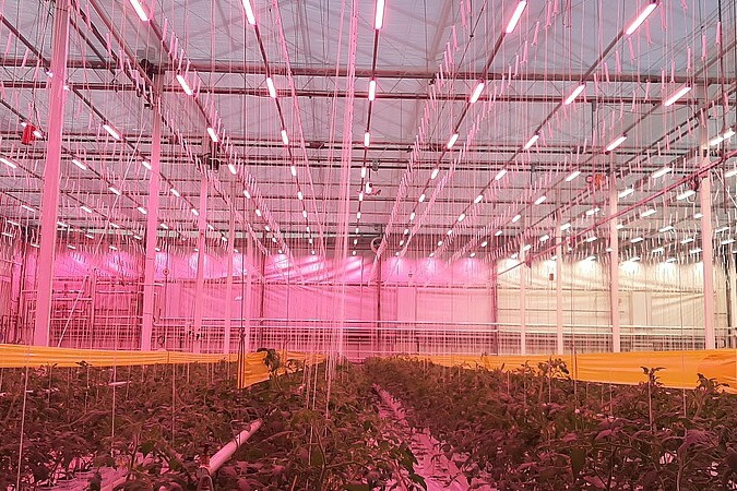 Tomato growers embrace full LED lighting