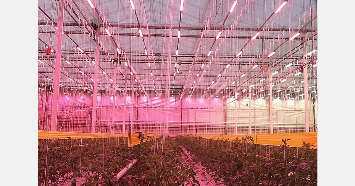 Tomato Producers Adopt Comprehensive LED Lighting Solutions - Dr. Bulb