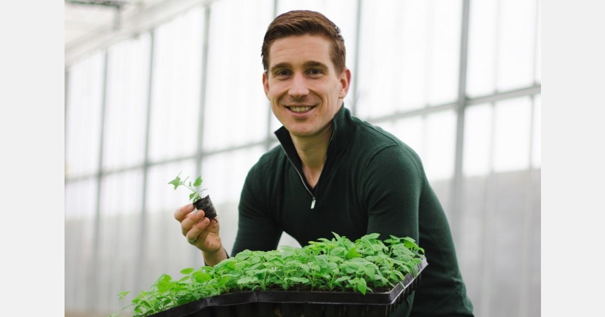 Propagation of raspberries in Growcoon: "Each plant is an instant plug"