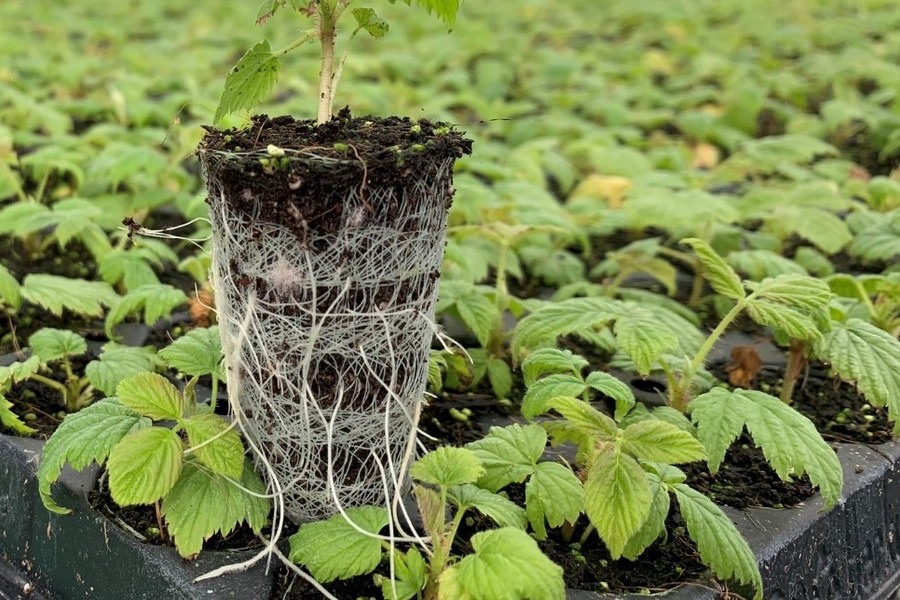 Propagation of raspberries in Growcoon: "Each plant is an instant plug"
