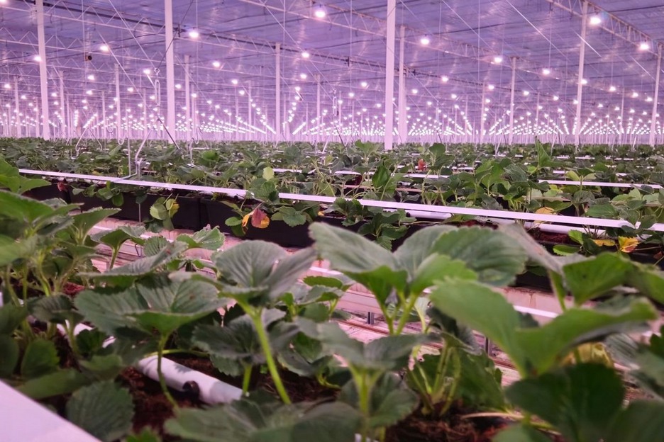 Grower in the Spotlight