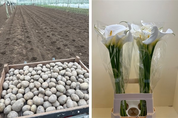 Grower in the Spotlight