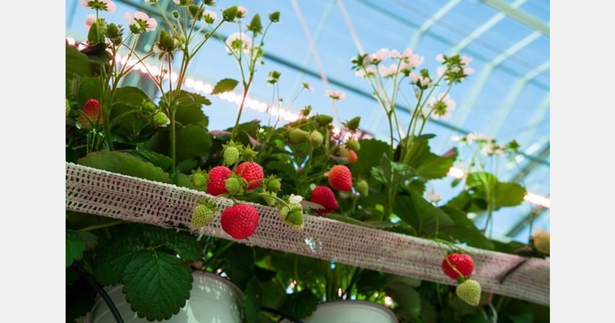 Looking back on beginnings of ABZ Seeds: "They were investing 'seed ...