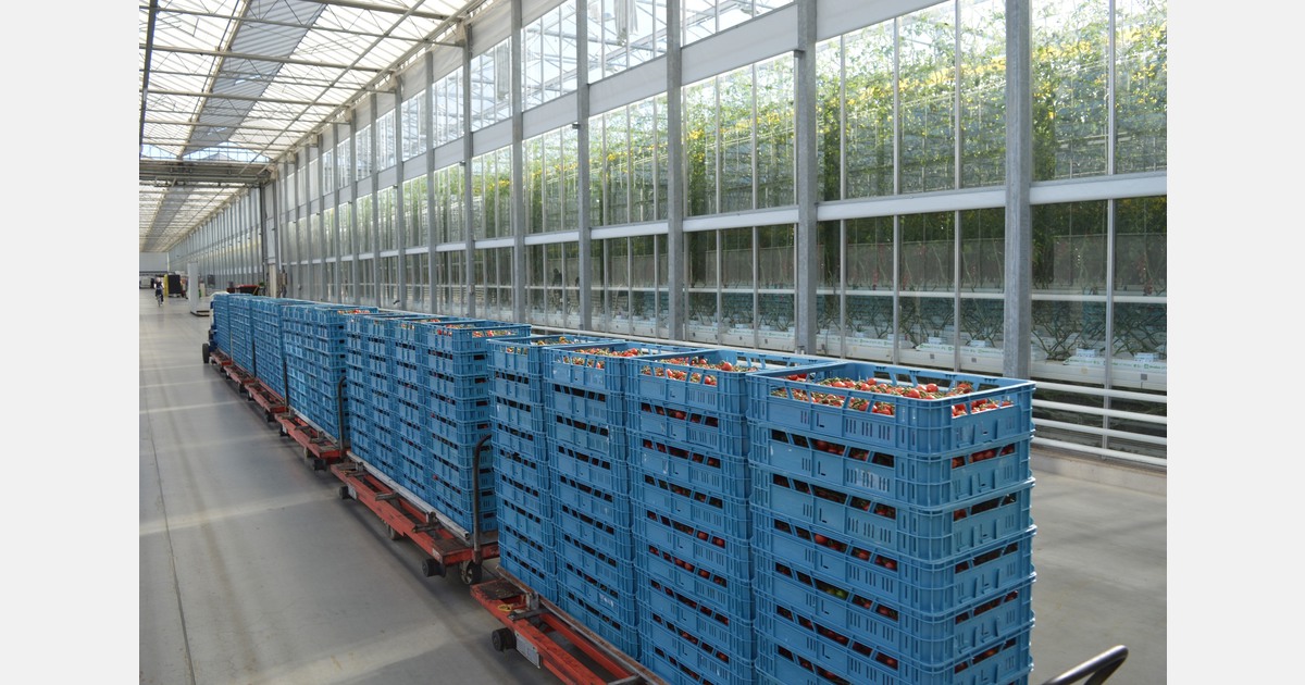 More kilos of greenhouse vegetables from a smaller area