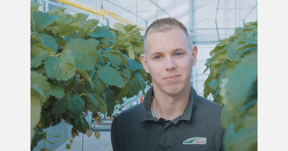 Strawberry cultivation can be effectively managed with organic fertilization too