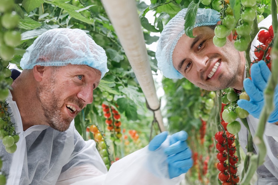 "New medium-sized TOVs' high yields are distinctive"