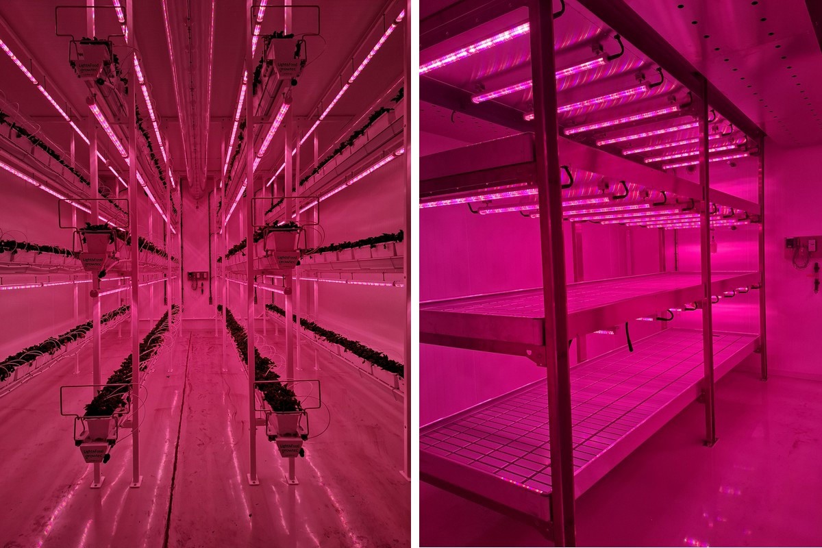 NL: First plants in strawberry cells Proefcentrum Hoogstraten