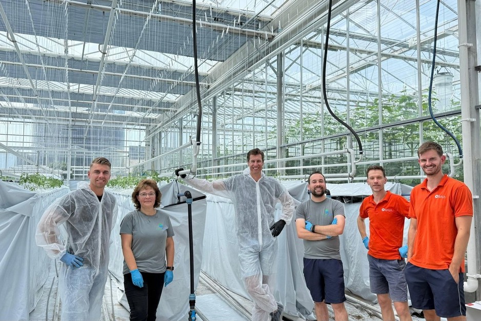 Tomato plants transplanted into mist system