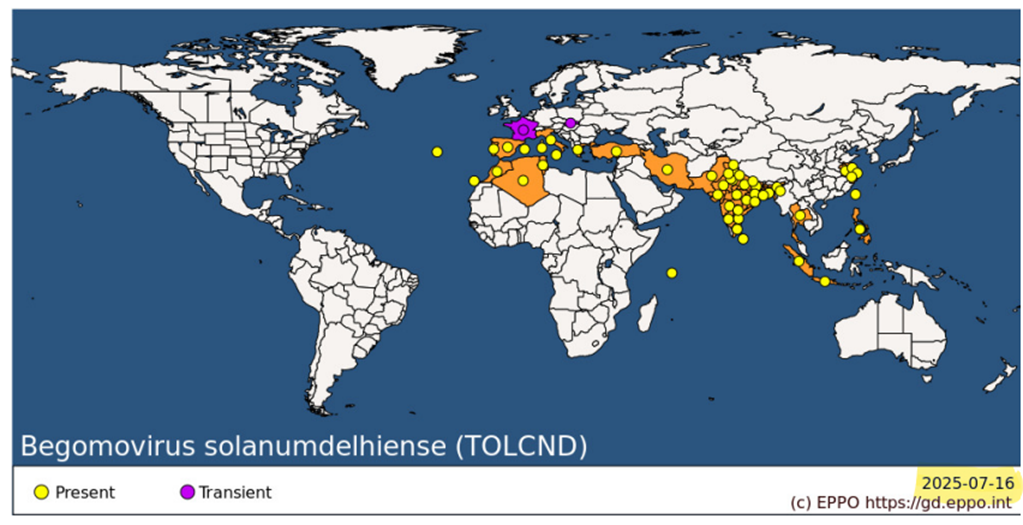 EU: Tomato Leaf Curl New Delhi Virus (ToLCNDV) back in the spotlight
