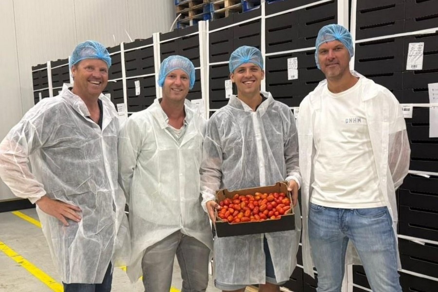First snack tomatoes from Callystar in Morocco arrive at Growers United