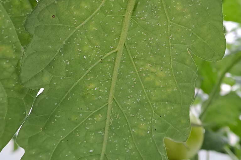 EU: Tomato Leaf Curl New Delhi Virus (ToLCNDV) back in the spotlight