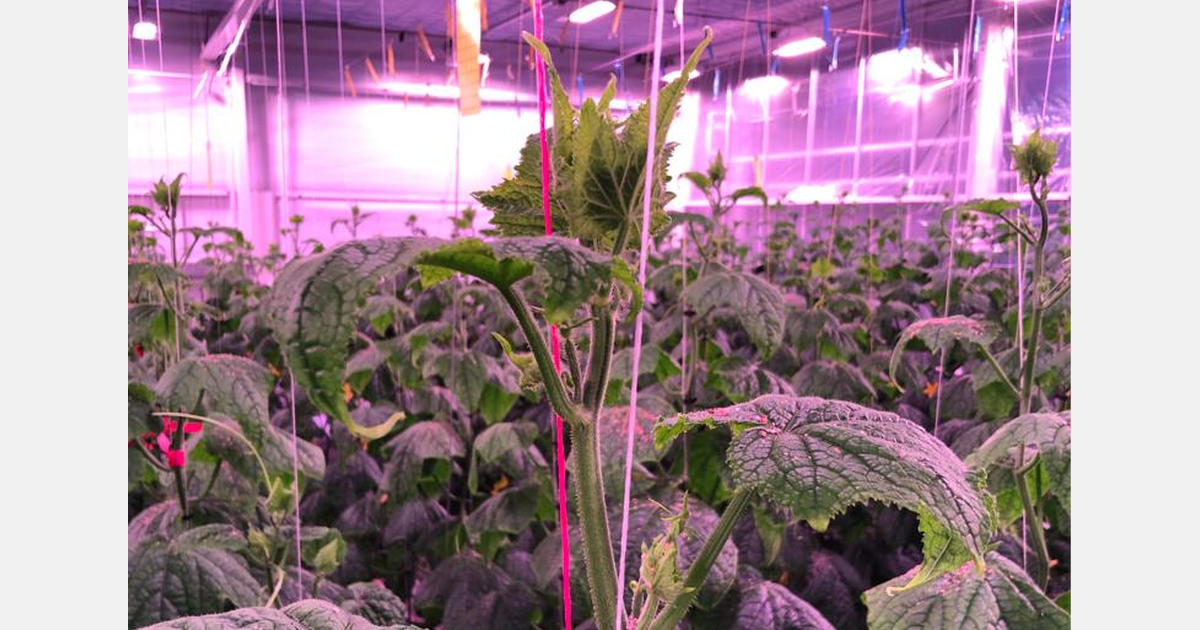 Energy-efficient cucumber cultivation with active dehumidification and ...