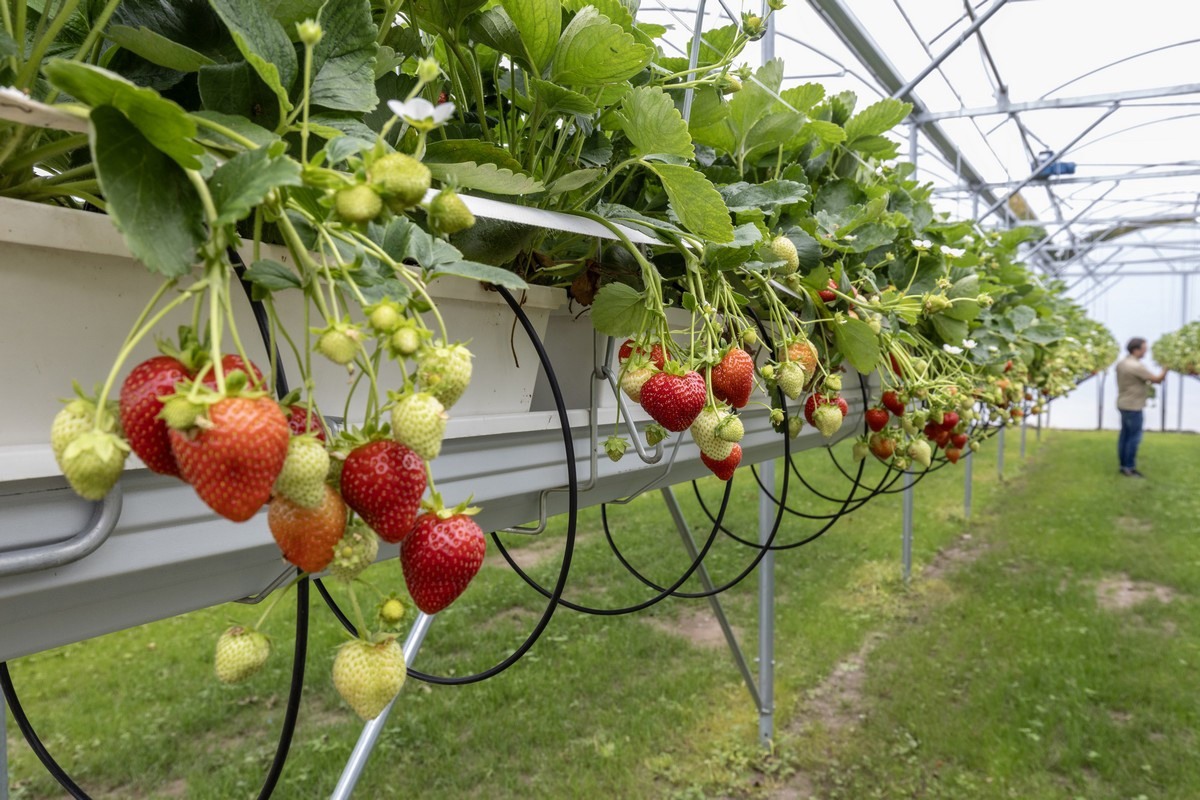 "Combining glasshouses with foil greenhouses is becoming more attractive"