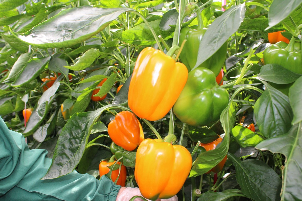 Rootstock Bedrock RZ yields more fruits