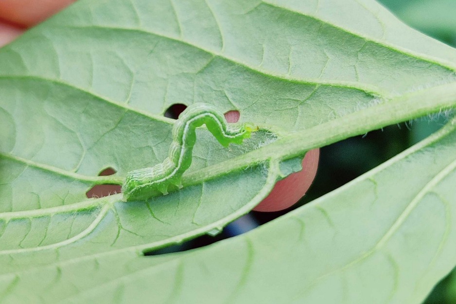 'Data shows significantly reduced tomato looper activity'"