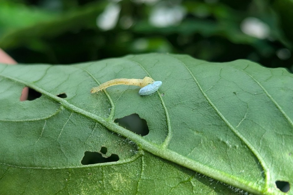 'Data shows significantly reduced tomato looper activity'"