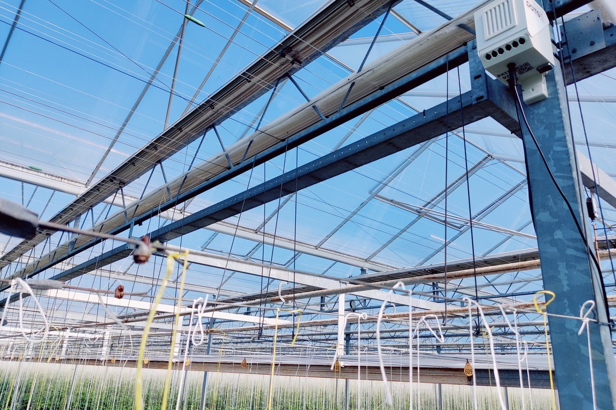 'Data shows significantly reduced tomato looper activity'"