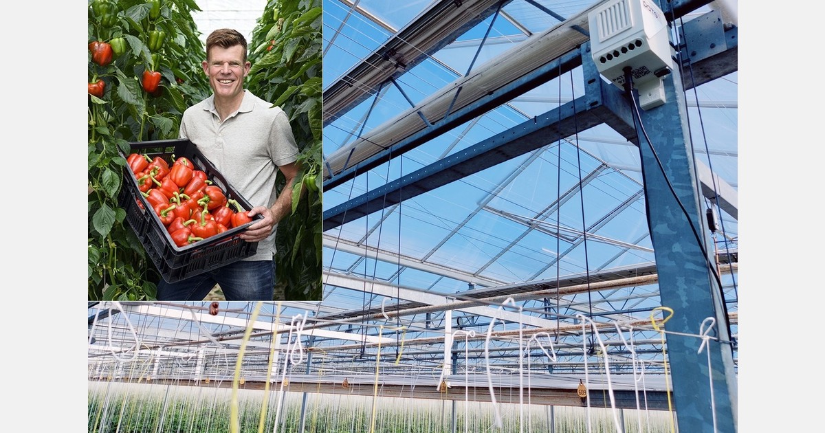 'Data shows significantly reduced tomato looper activity'"