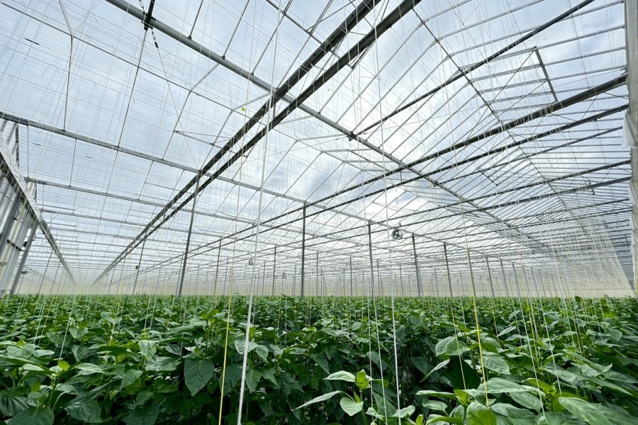 'Data shows significantly reduced tomato looper activity'"