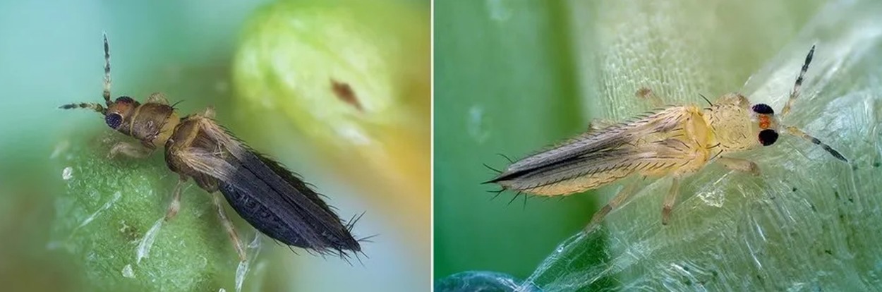 Thrips parvispinus in the Netherlands: biology, risks and management