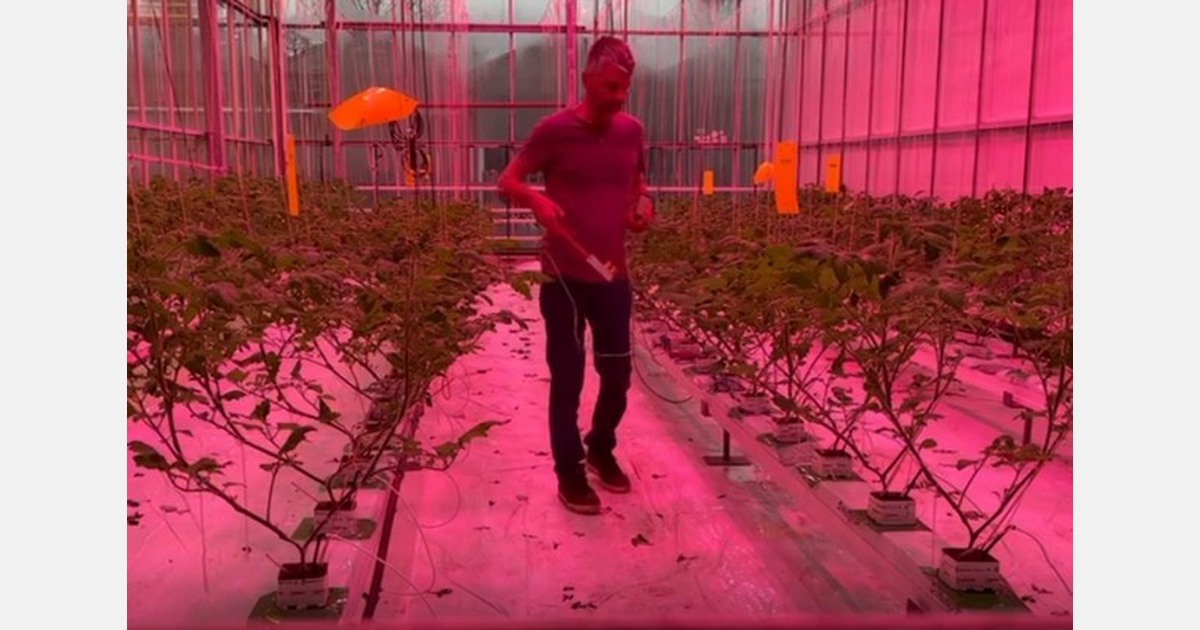 50-year-old apparatus prove useful in Christmas tomato cultivation